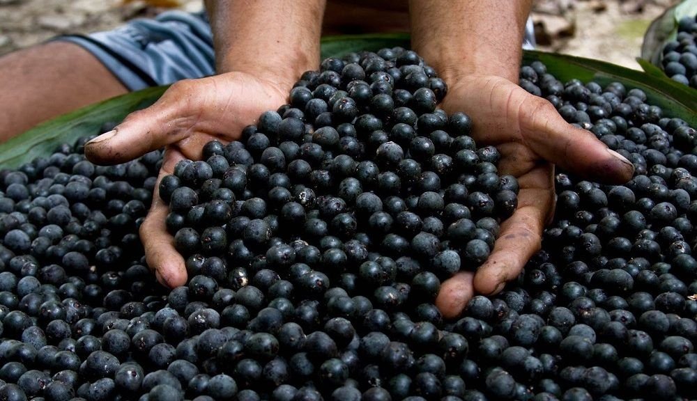 Mercado de açaí em expansão: consumo da fruta aumenta cerca de 15% por ...